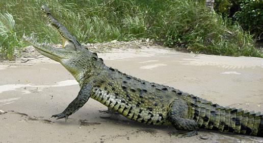 cocodrilito | Costa Rica Shore Excursions