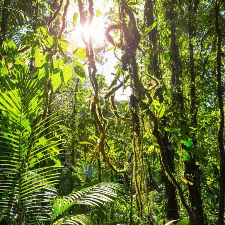 Caribbean Coast Shore Excursions in Costa Rica | Costa Rica Shore ...